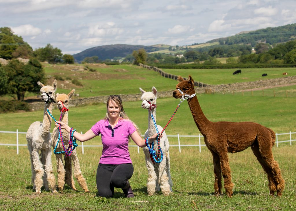 Alpaca - Cartmel Village